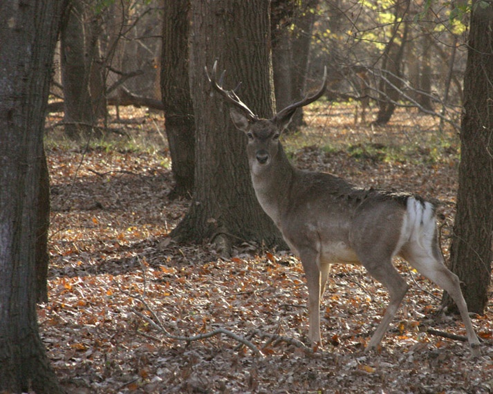 Are There Deer in Israel? Meet the Persian Fallow Deer - Israel by Locals