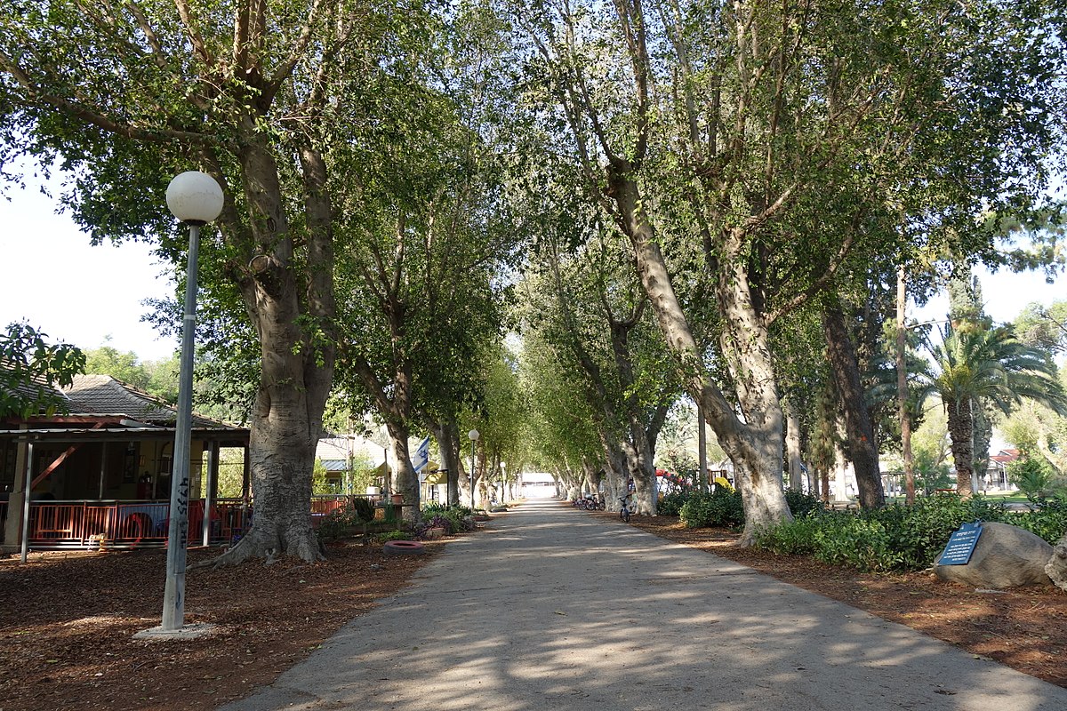 Sycamores in Israel (Middle Eastern Sycamore Tree) - Israel by Locals