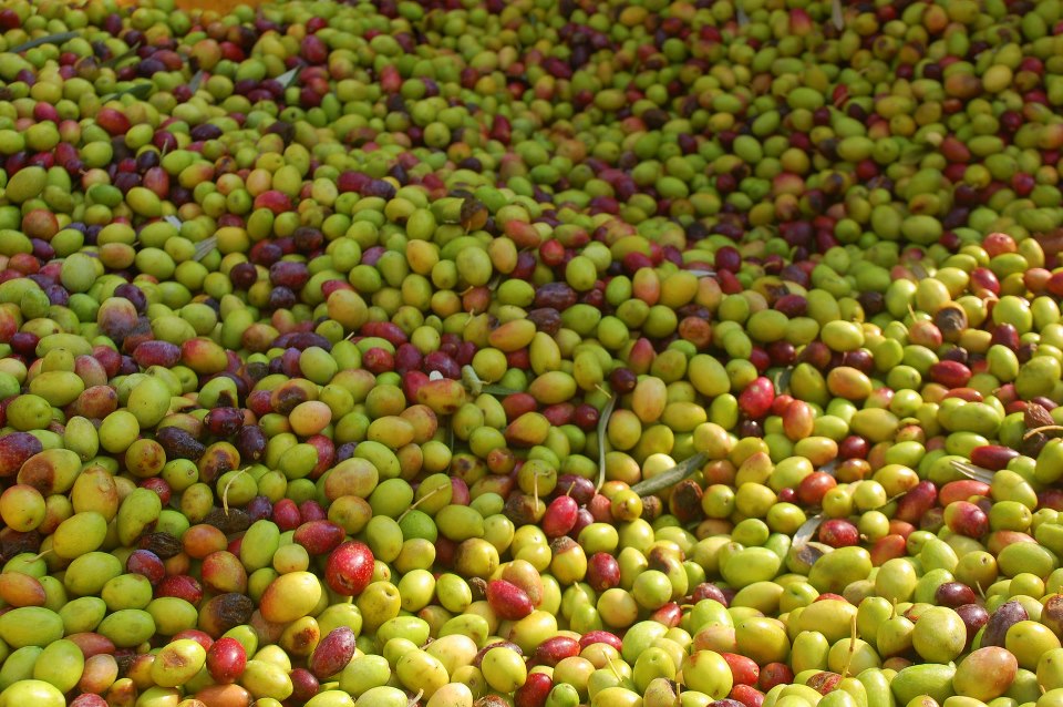 Israeli Olives: The Flourishing Olive Oil Industry in Israel - Israel ...